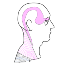 CERVICOGENIC EYE PAIN - Concussion Care Centre of Virginia